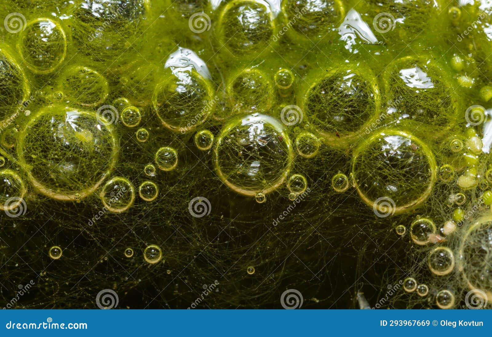 Freshwater Algae Spirogyra Release Oxygen into the Air, Oxygen ...