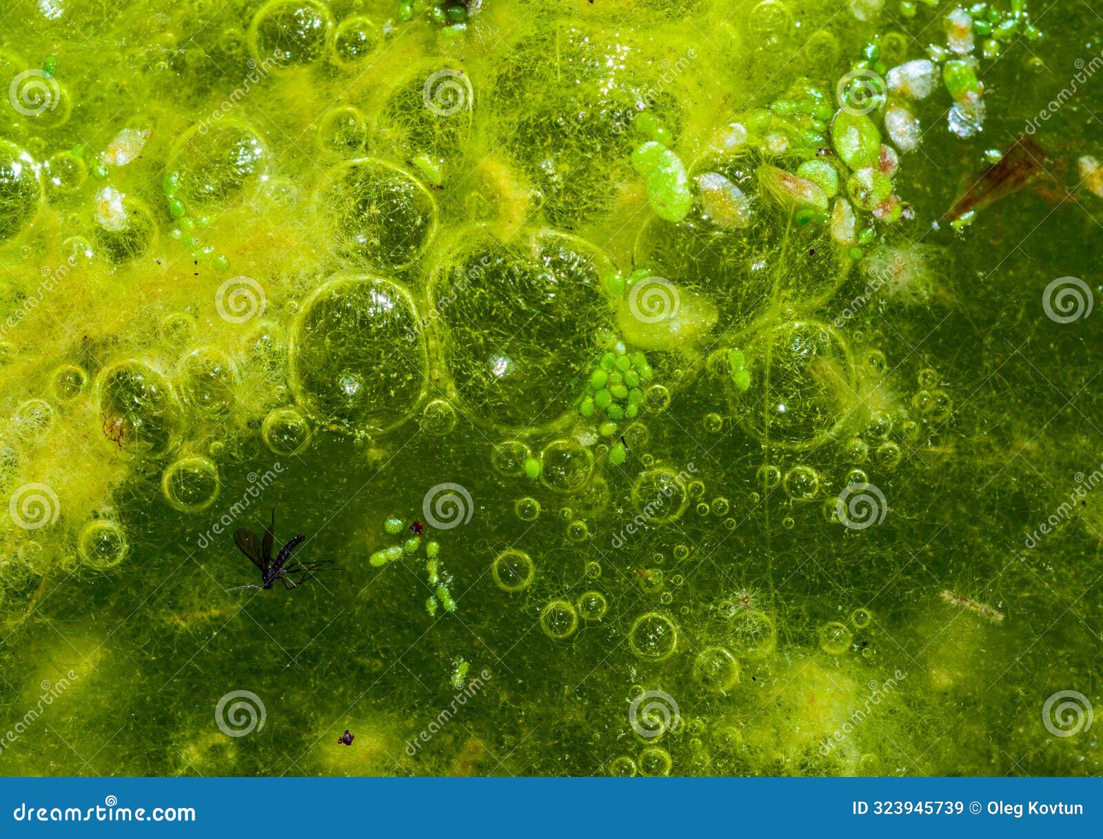 Freshwater Algae Spirogyra Release Oxygen into the Air, Oxygen ...