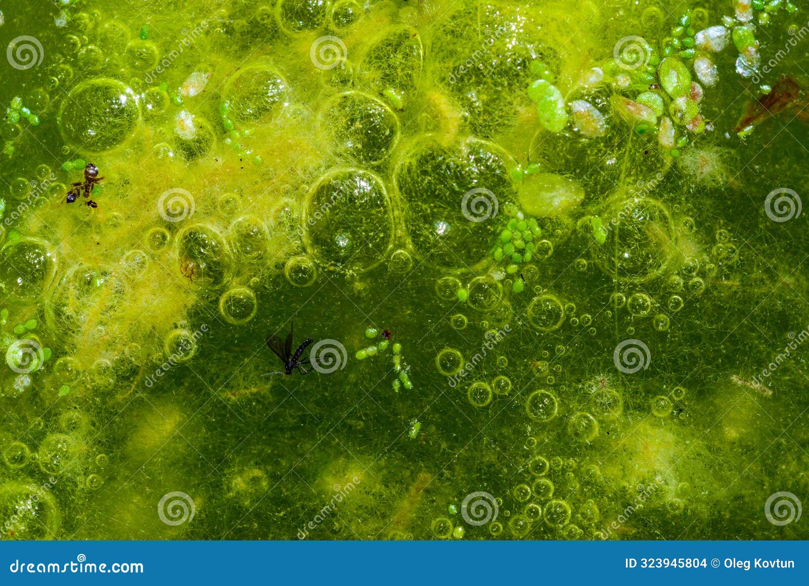 Freshwater Algae Spirogyra Release Oxygen into the Air, Oxygen ...
