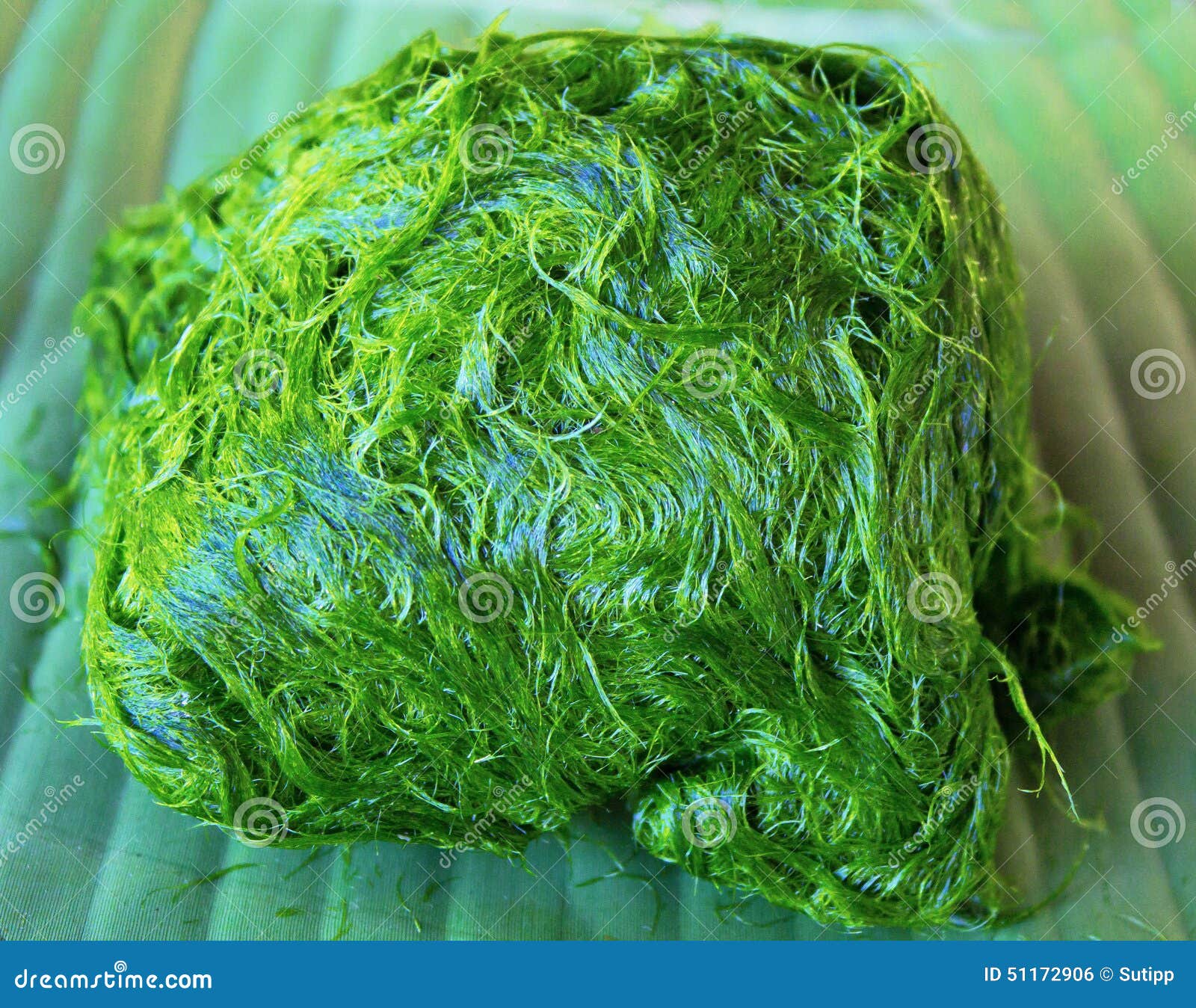 Freshwater Algae stock photo. Image of lake, bubble, color - 51172906