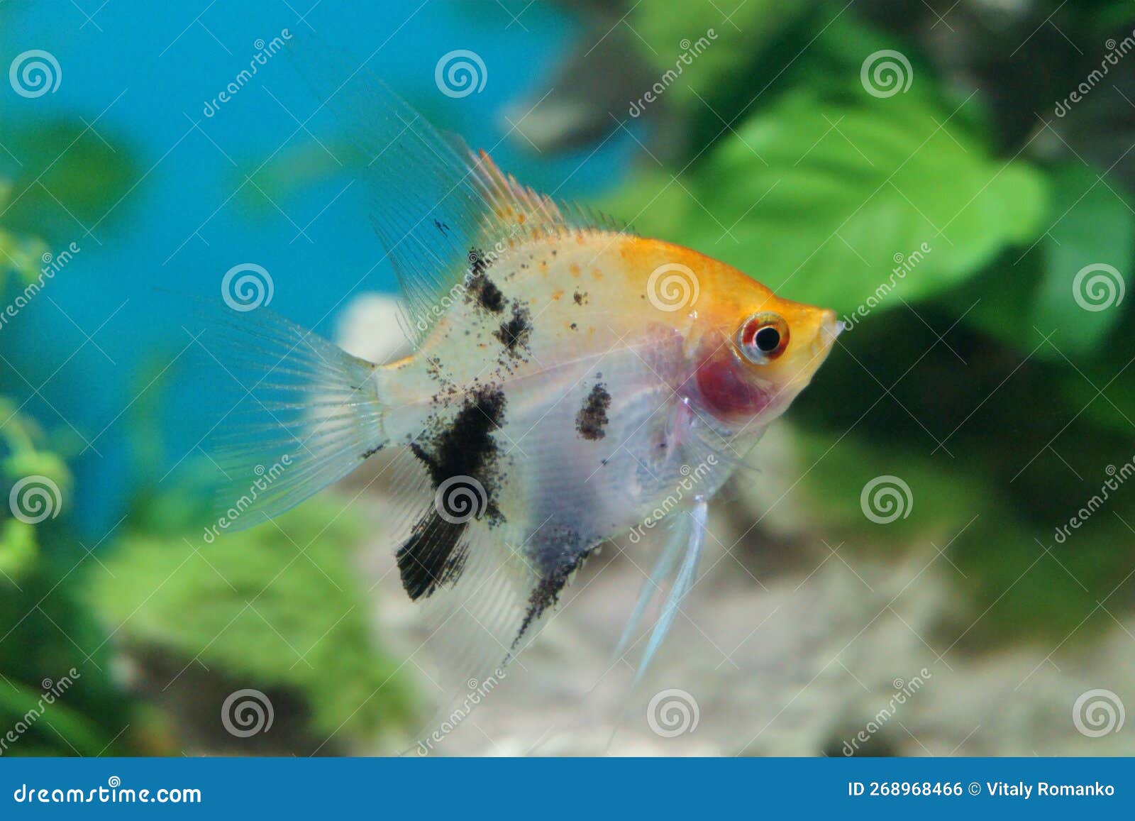 Freshwater angelfish stock photo. Image of fish, yellow - 268968466