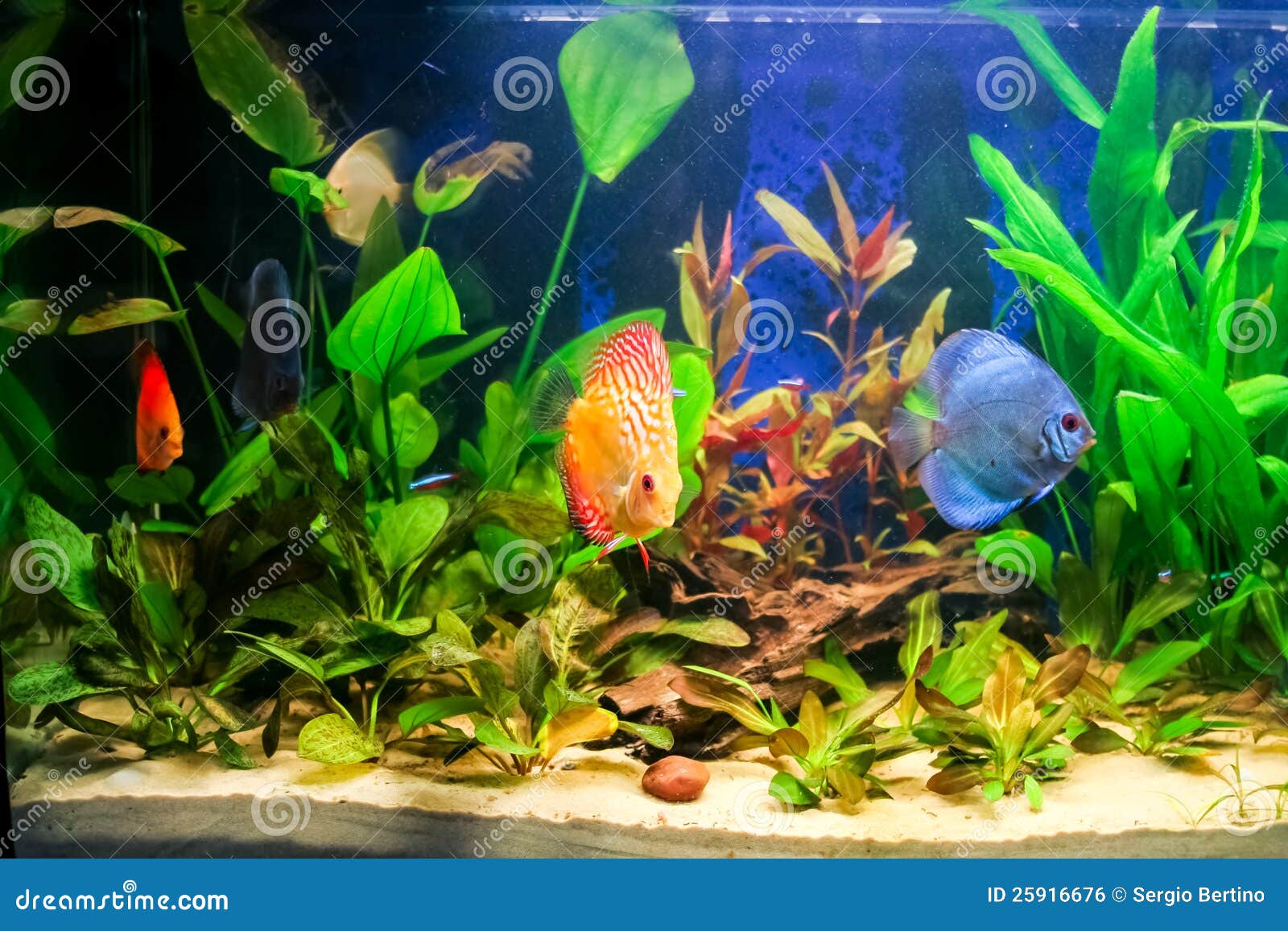 Freshwater aquarium stock photo. Image of aquatic, home - 25916676