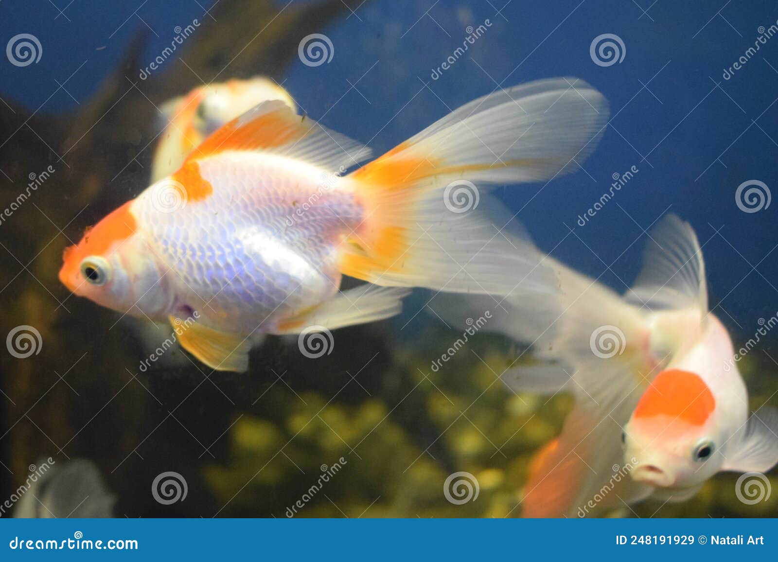 Freshwater Aquarium Fish, Goldfish from Asia Stock Image - Image of ...