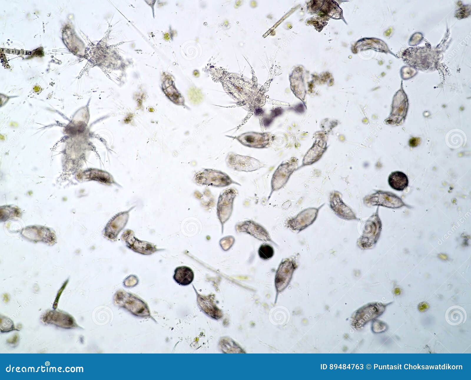 Freshwater Zooplankton