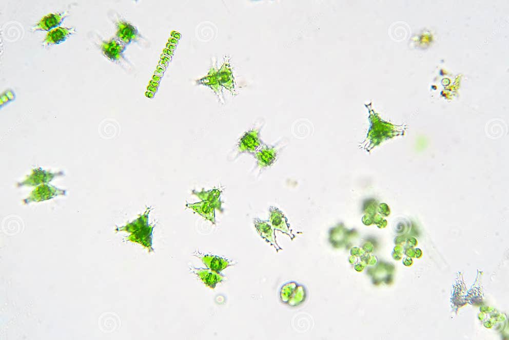Freshwater Aquatic Plankton Under Microscope View Stock Image - Image ...