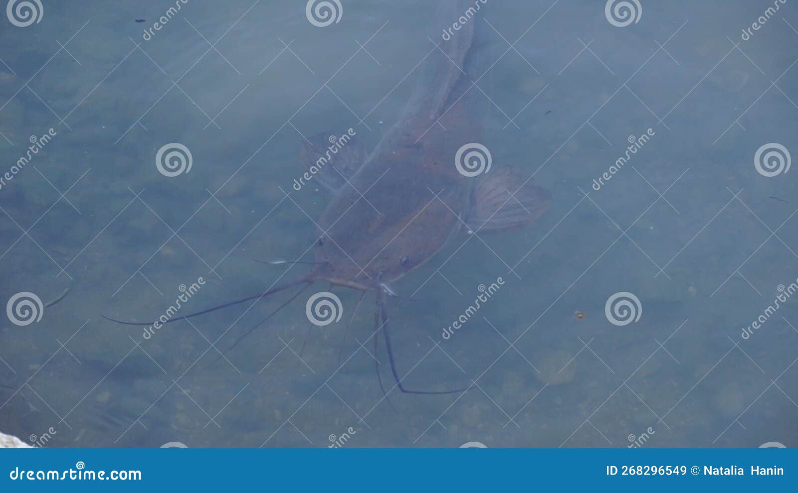 Freshwater Black Catfish Waiting for Bread Feeding in the Swamp Stock ...