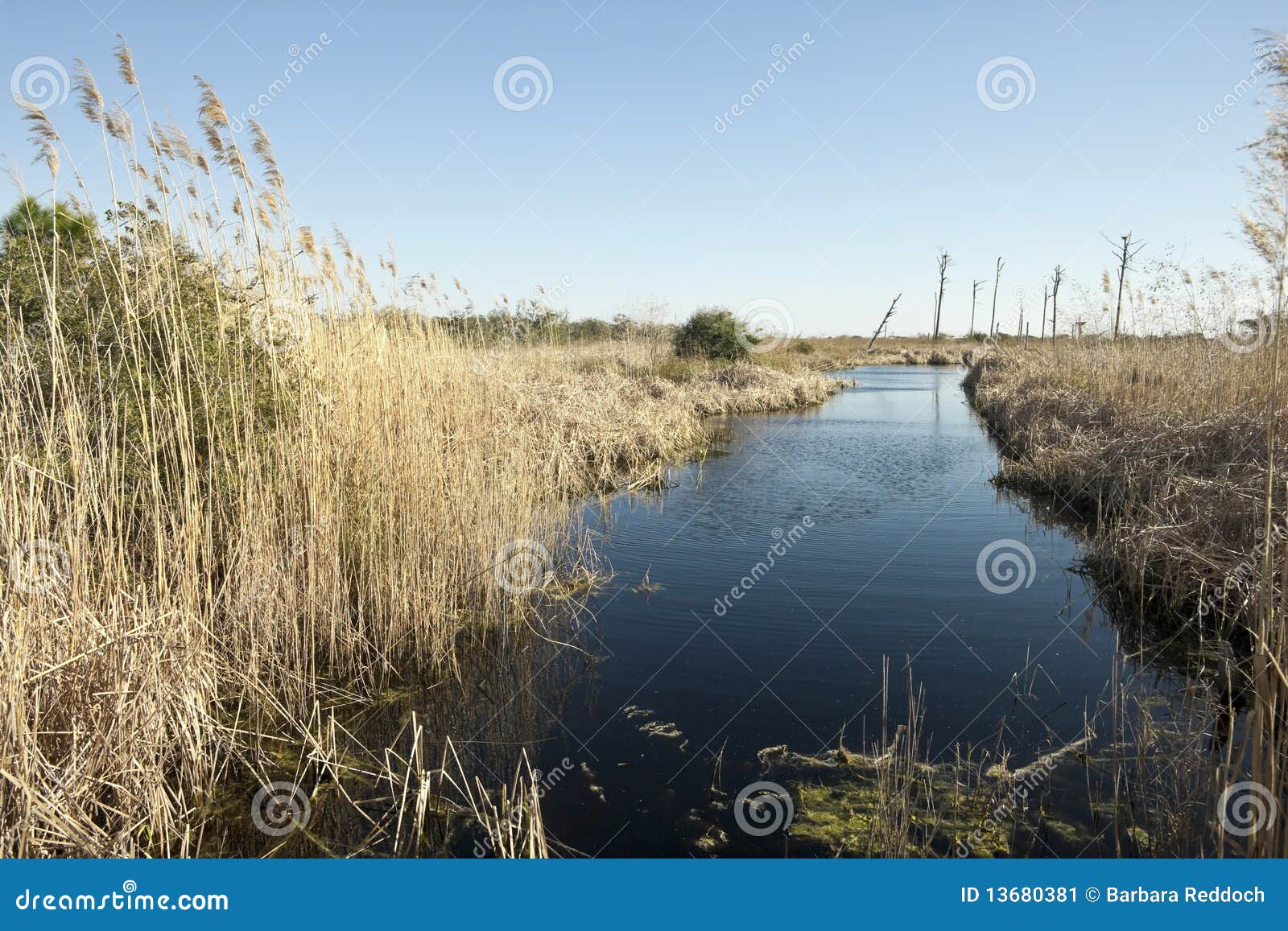 Freshwater Canal in Florida Stock Image - Image of pickens, freshwater ...