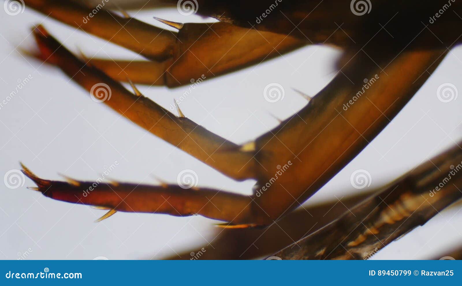 Centipede Under A Microscope