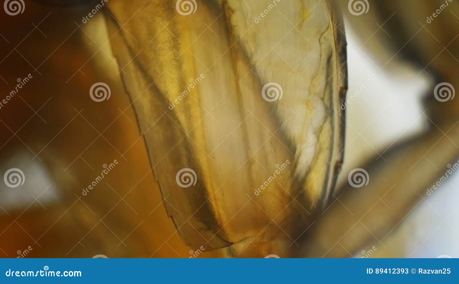 Centipede Under A Microscope