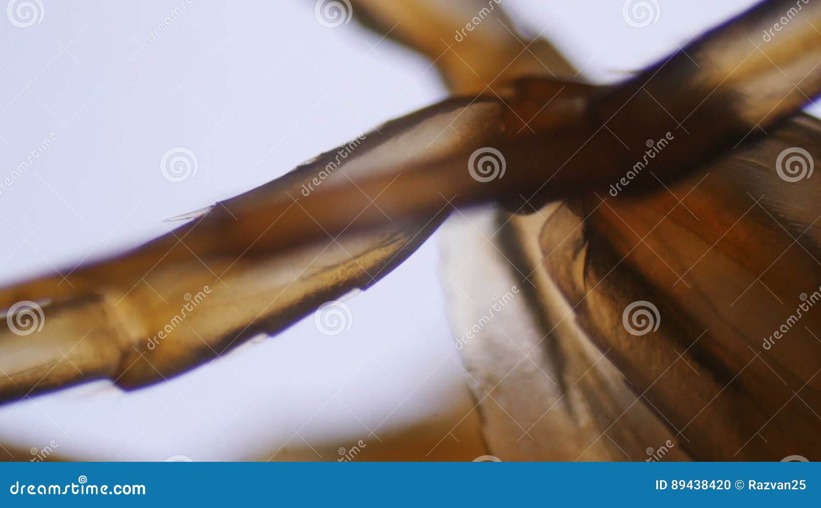 Freshwater Centipede Leg Under the Microscope Stock Footage - Video of ...