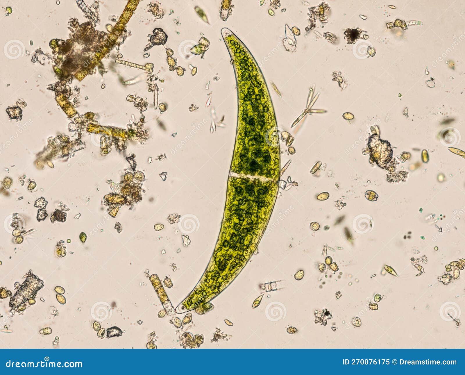 Freshwater Closterium Algae (unicellular Charophyte Green Algae) Stock ...