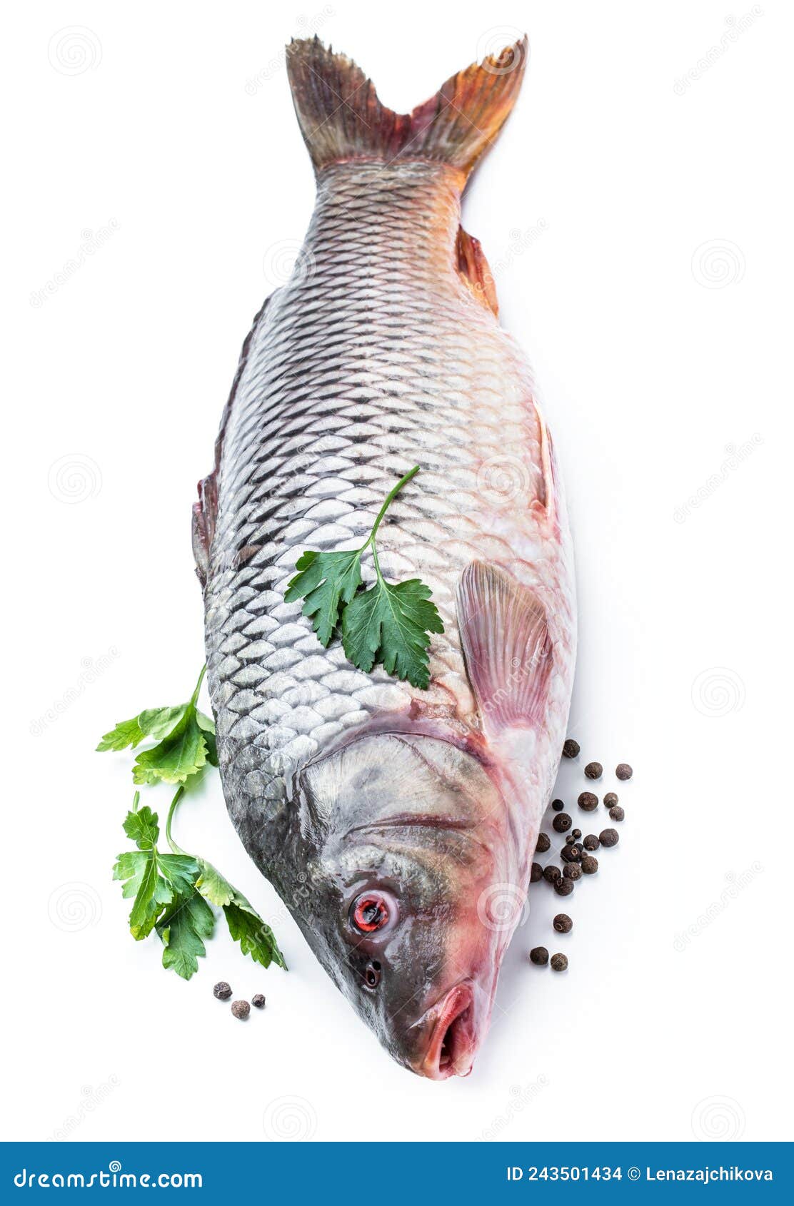Freshwater Common Carp Fish Isolated on White Stock Photo - Image of ...