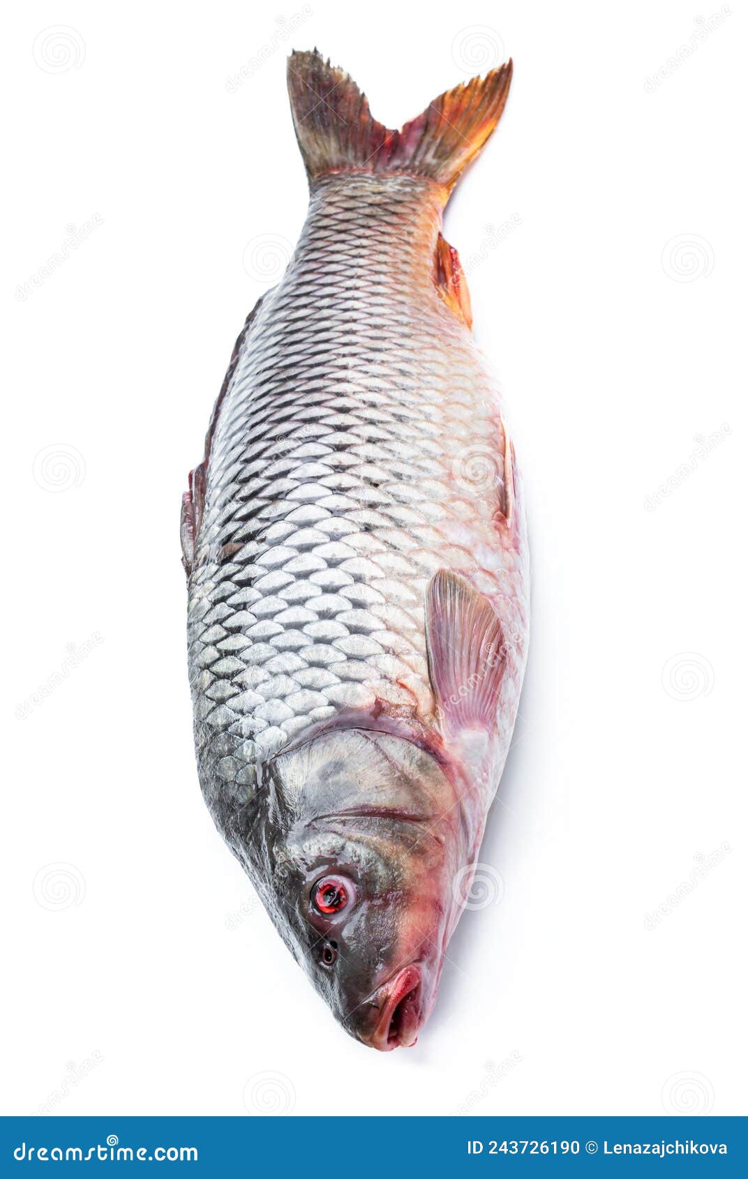 Freshwater Common Carp Fish Isolated on White Stock Photo - Image of ...