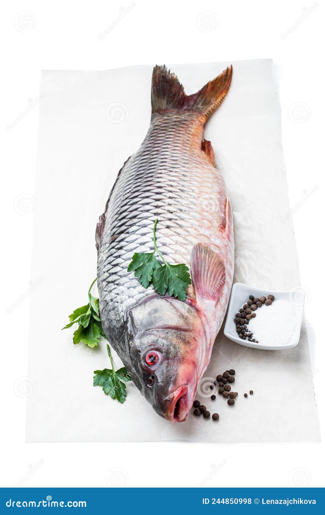 Freshwater Common Carp Fish Isolated on White Stock Photo - Image of ...