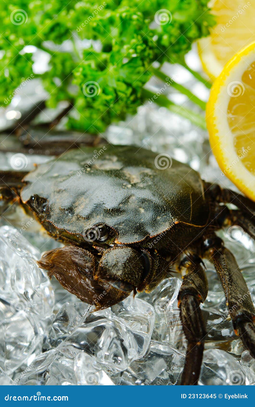 Freshwater crab stock image. Image of crab, dinner, diet - 23123645