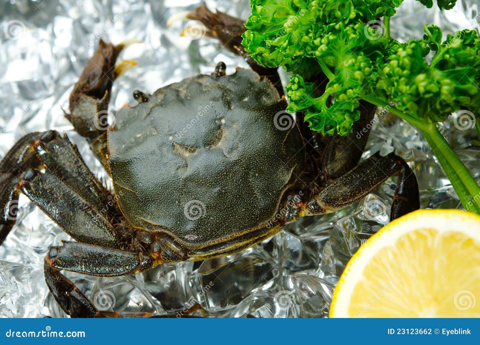 Freshwater crab stock photo. Image of heterotherm, mitten - 23123662