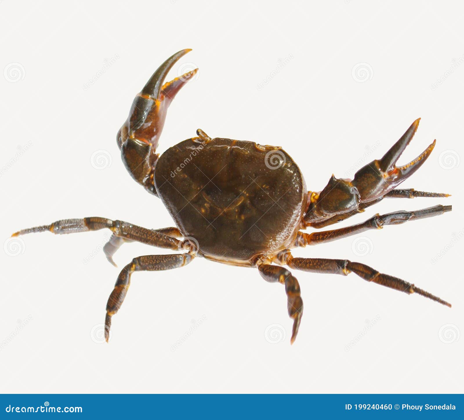 Freshwater Crab Isolated on White Background Stock Photo - Image of ...