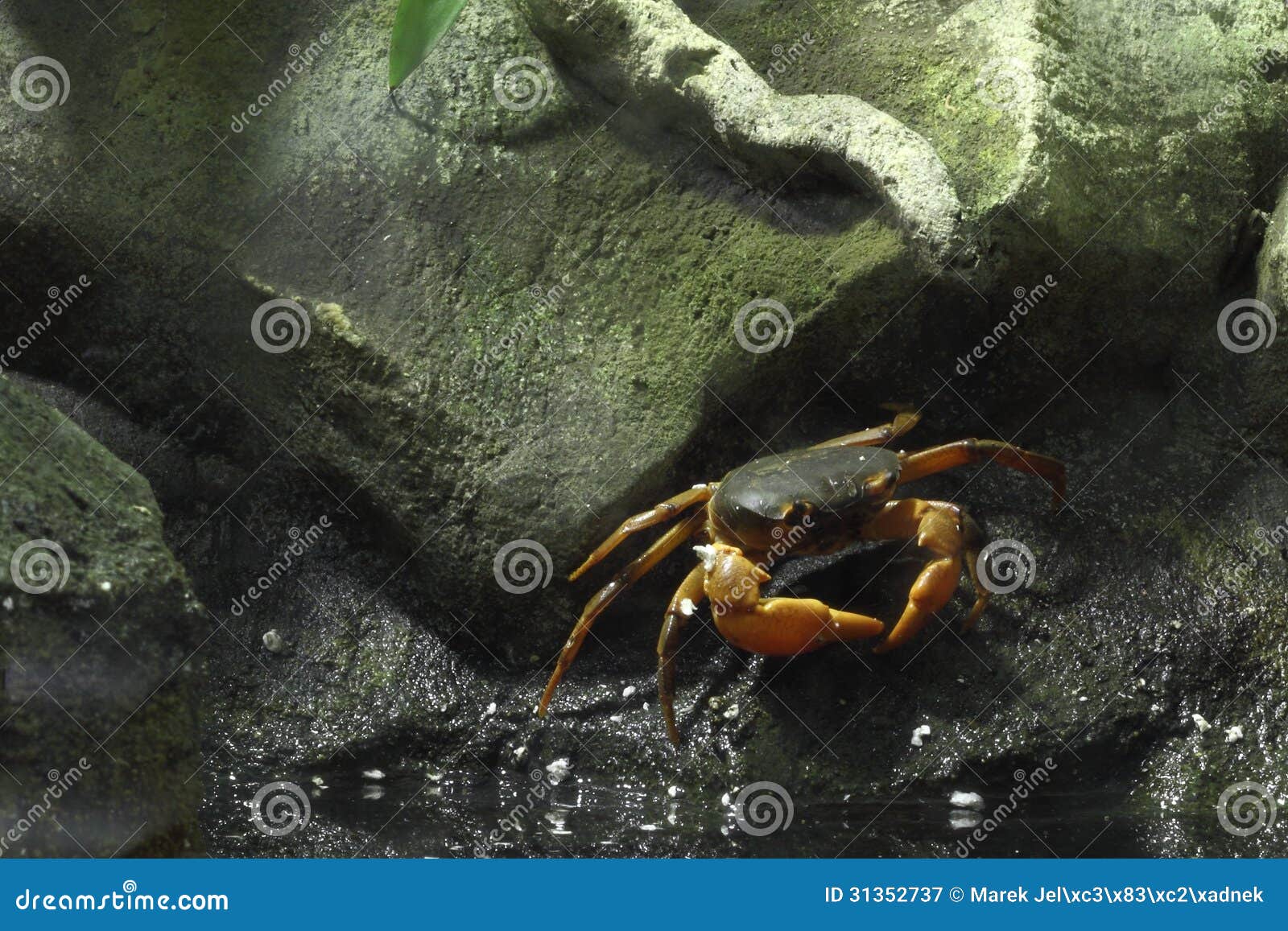 Freshwater Crab-Ghatiana Botti, Sindhudurg, Maharashtra Royalty-Free ...