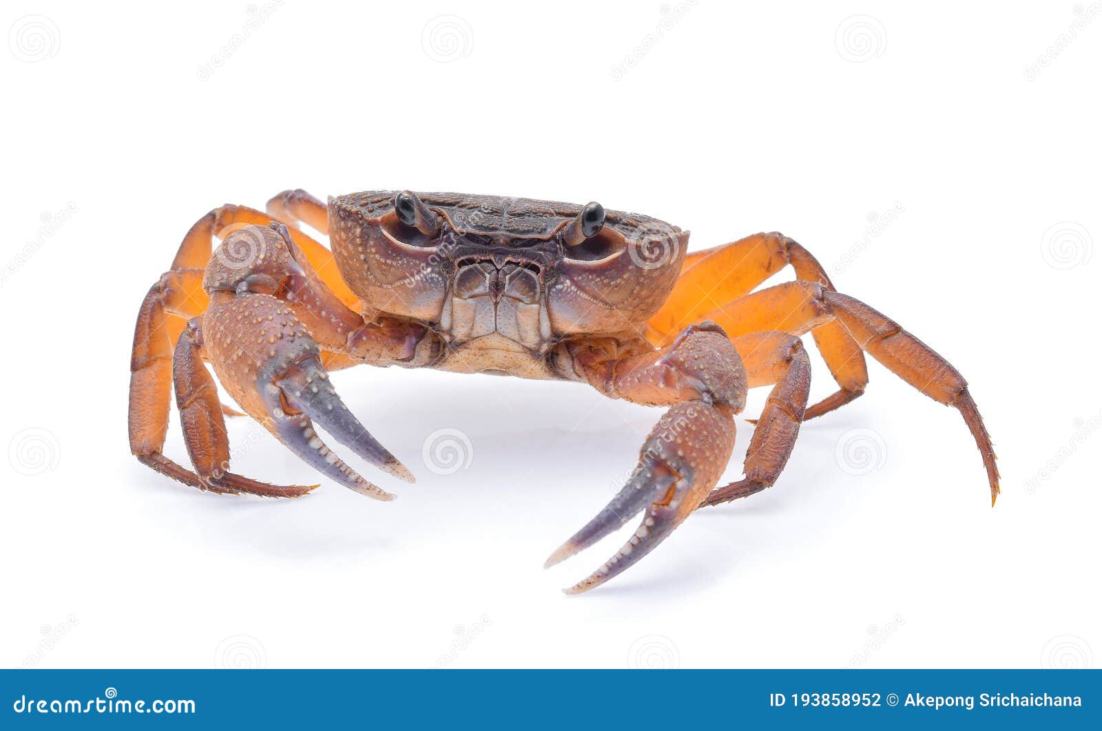 Freshwater Crabs Isolated on White Background Stock Photo - Image of ...