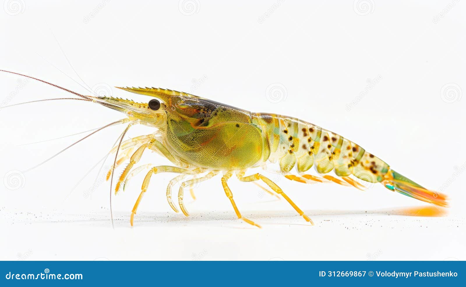 Freshwater Crayfish Isolated on White Background Stock Image - Image of ... Freshwater Crayfish Isolated on White Background Stock Image - Image of ...