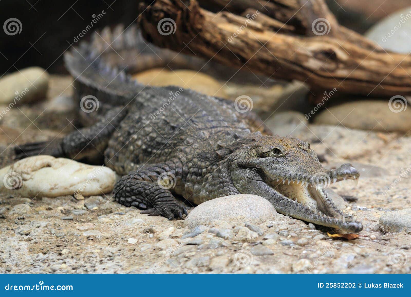 Freshwater Crocodile Bone Skin Texture Background. Royalty-Free Stock ...