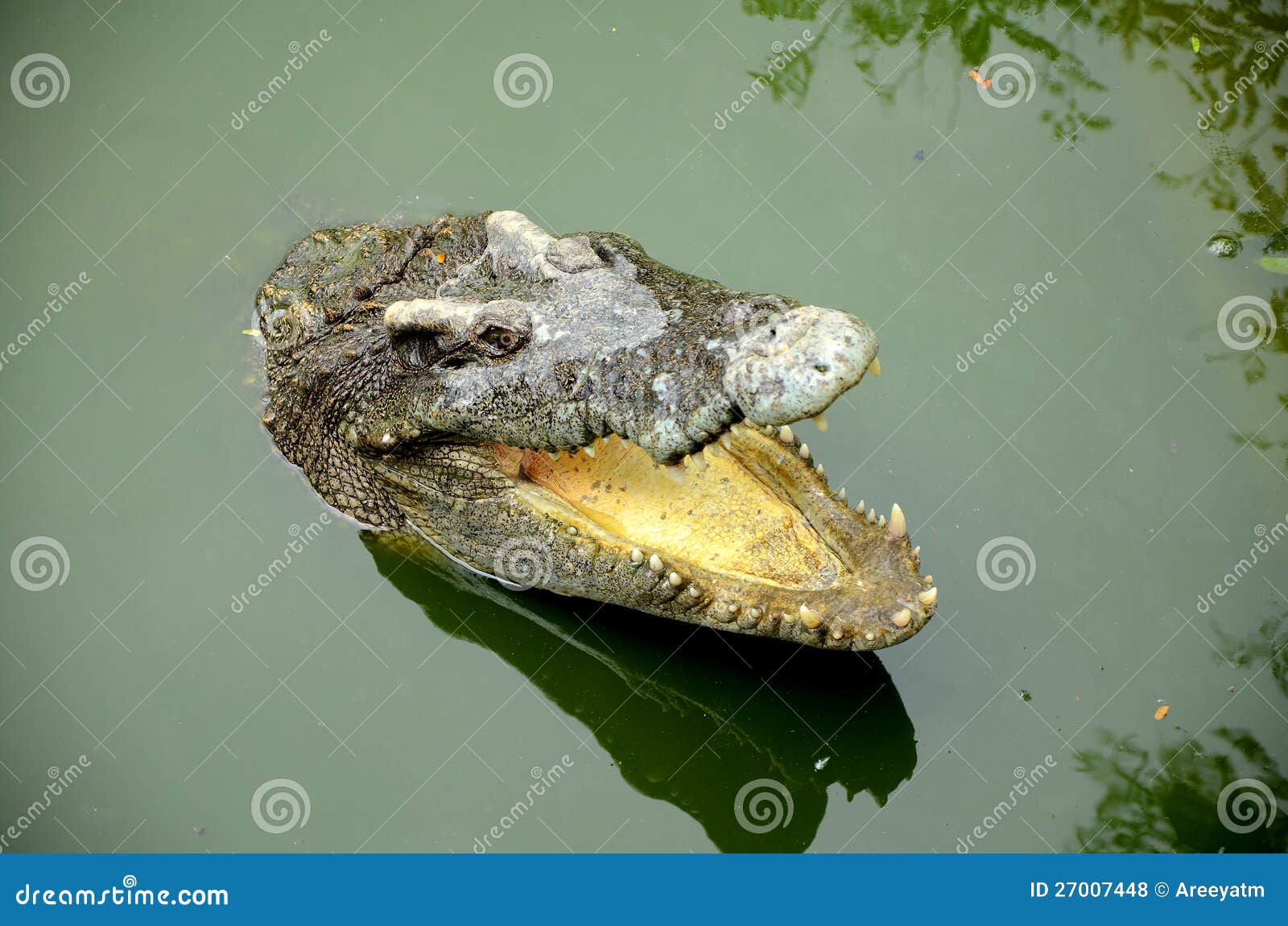 Freshwater crocodile. stock photo. Image of water, mouth - 27007448