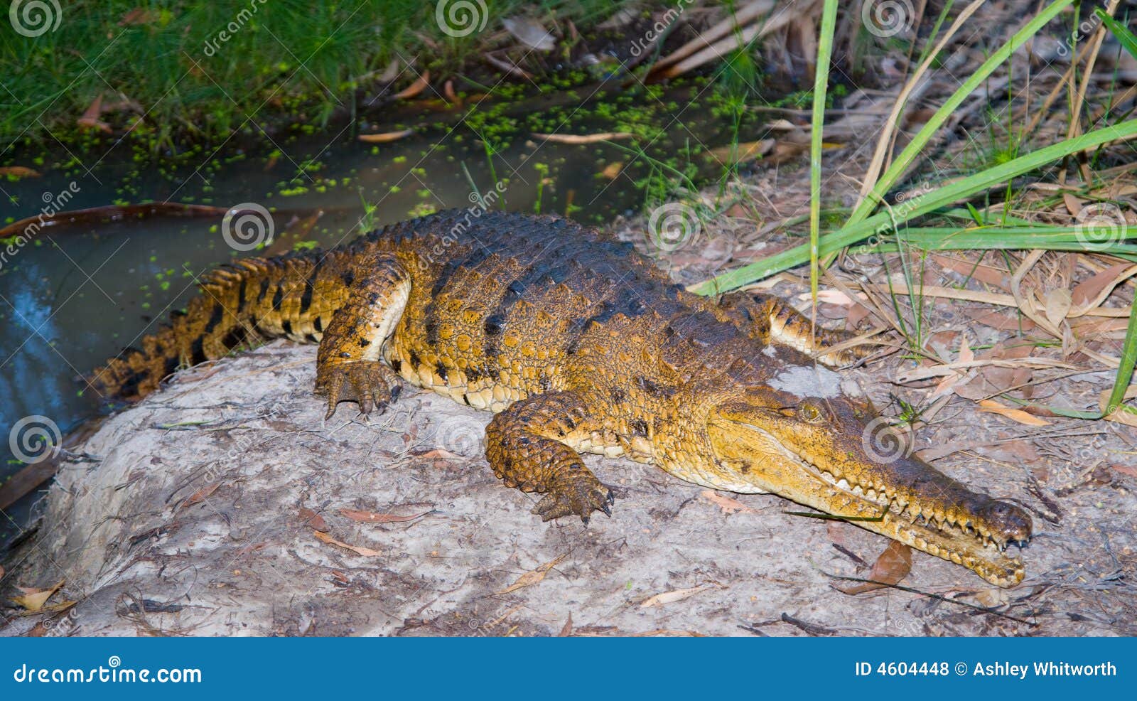Freshwater Crocodile Face Royalty-Free Stock Photography ...