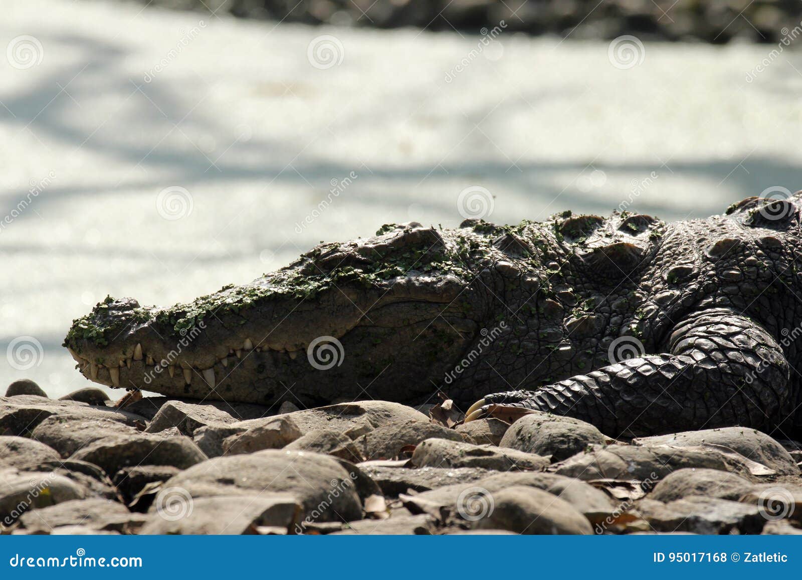 Freshwater Crocodile Royalty-Free Stock Image | CartoonDealer.com #95017168