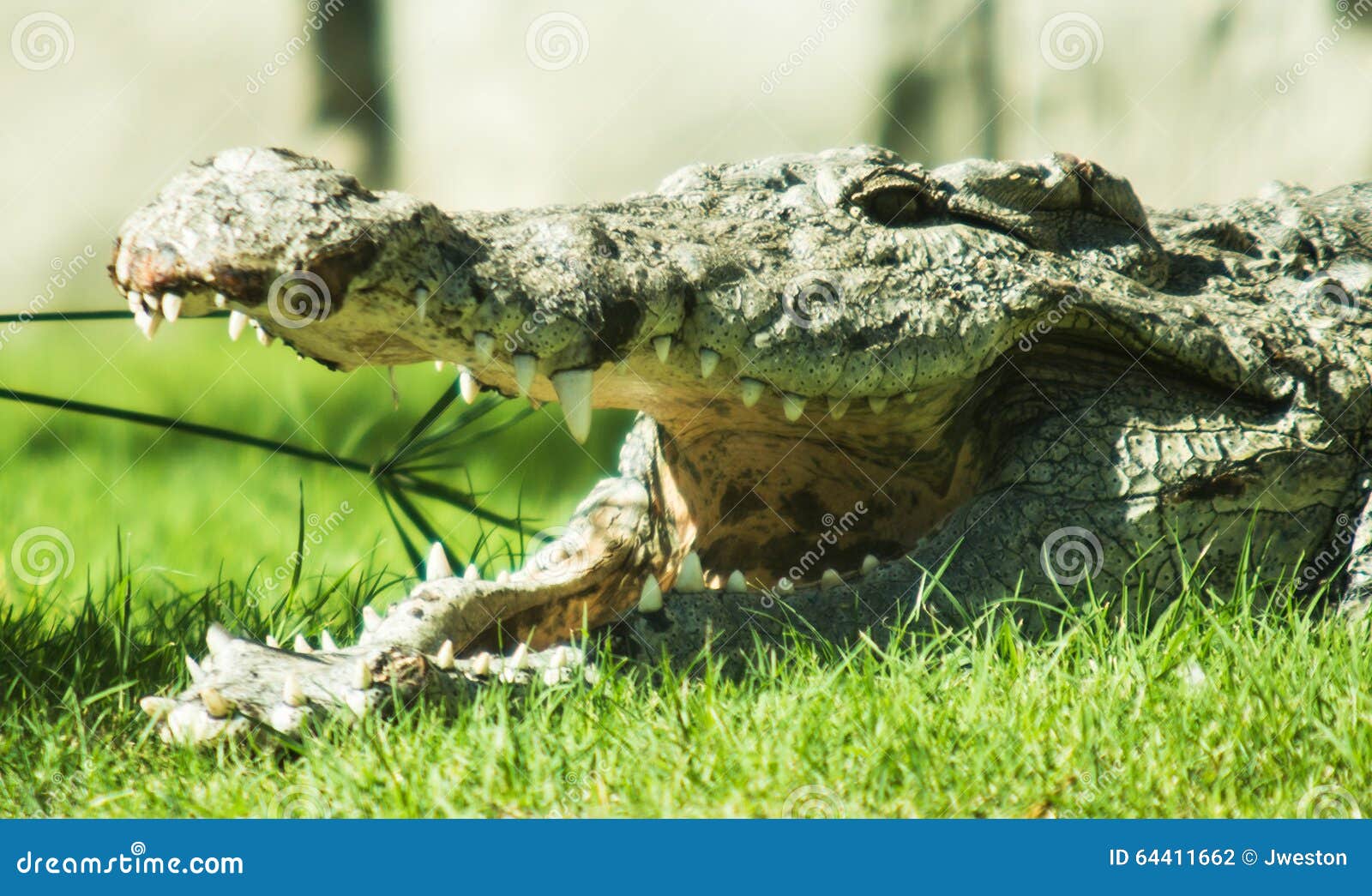 Freshwater Crocodile Basks in the Sun. Stock Photo - Image of morning ...