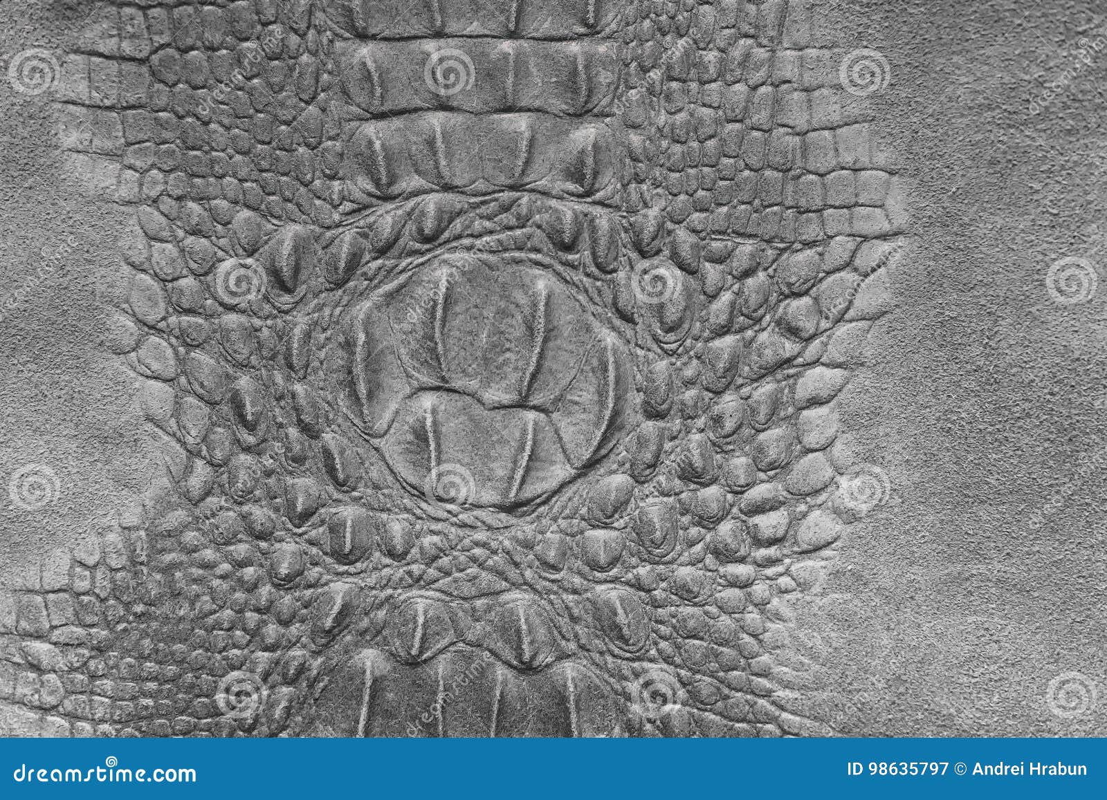 Freshwater Crocodile Belly Skin Texture Background. Stock Image - Image ...