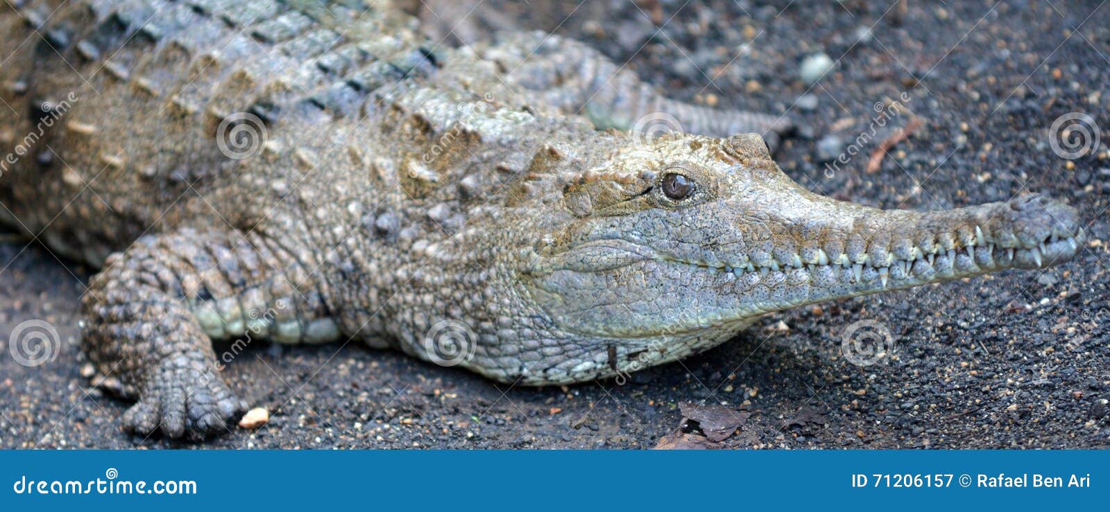 Freshwater crocodile face stock image. Image of freshwater - 71206157