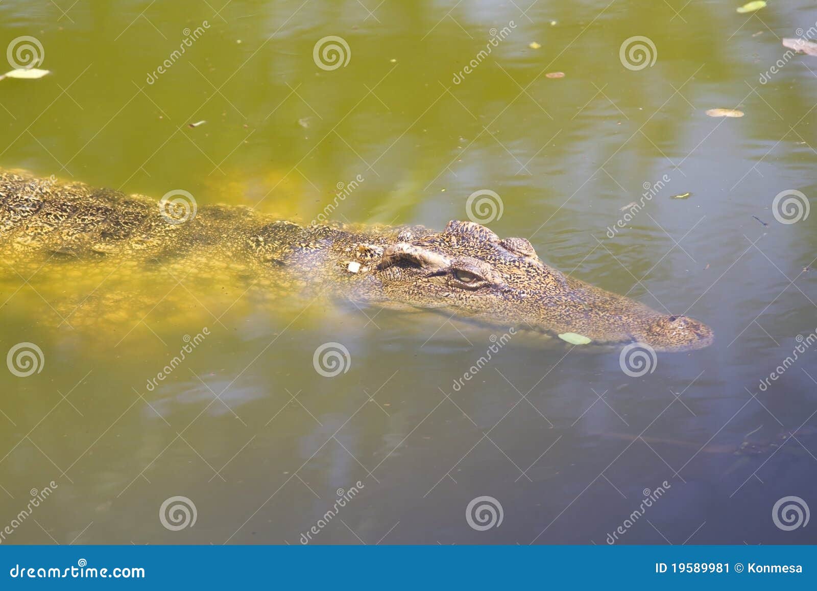 Freshwater Crocodiles Royalty-Free Stock Photography | CartoonDealer ...