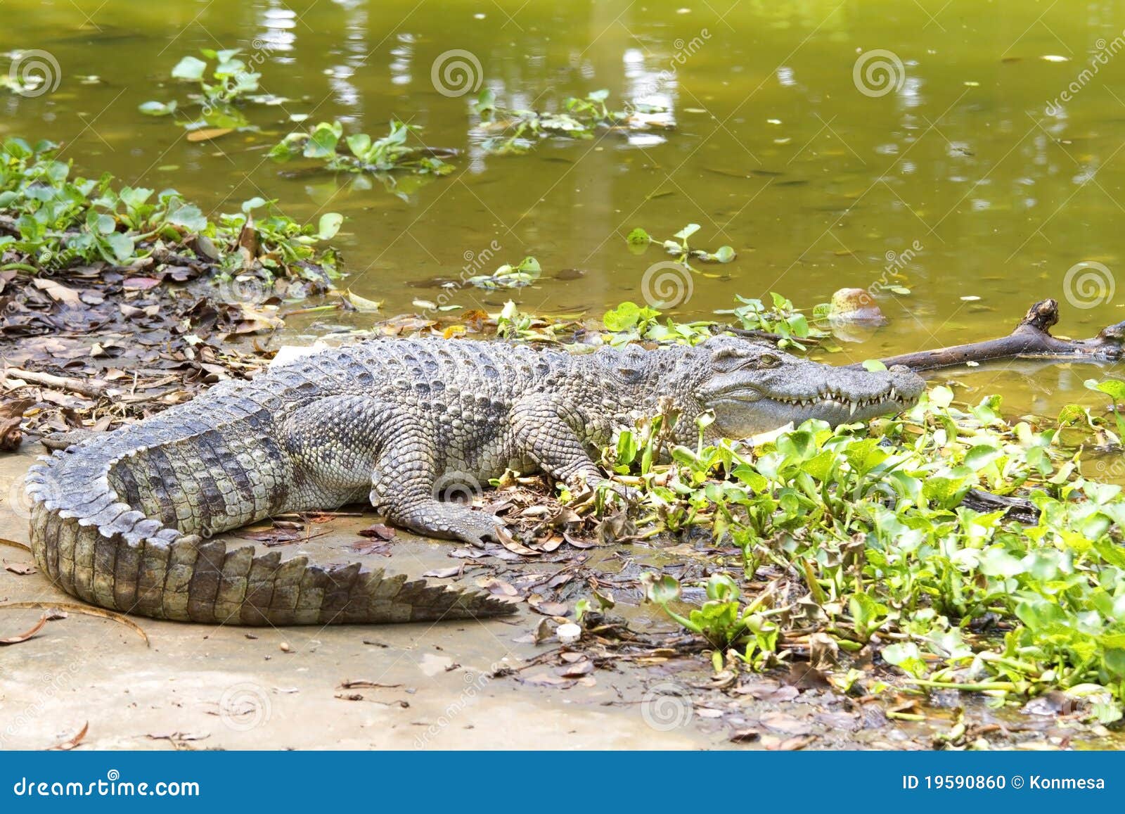 Freshwater crocodiles stock photo. Image of green, huntsman - 19590860