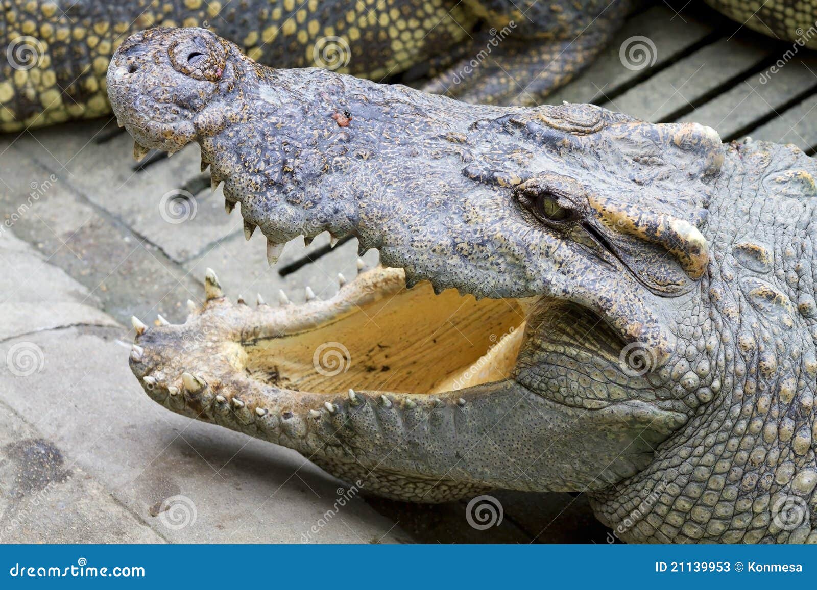 Freshwater crocodiles stock image. Image of water, amphibian - 21139953