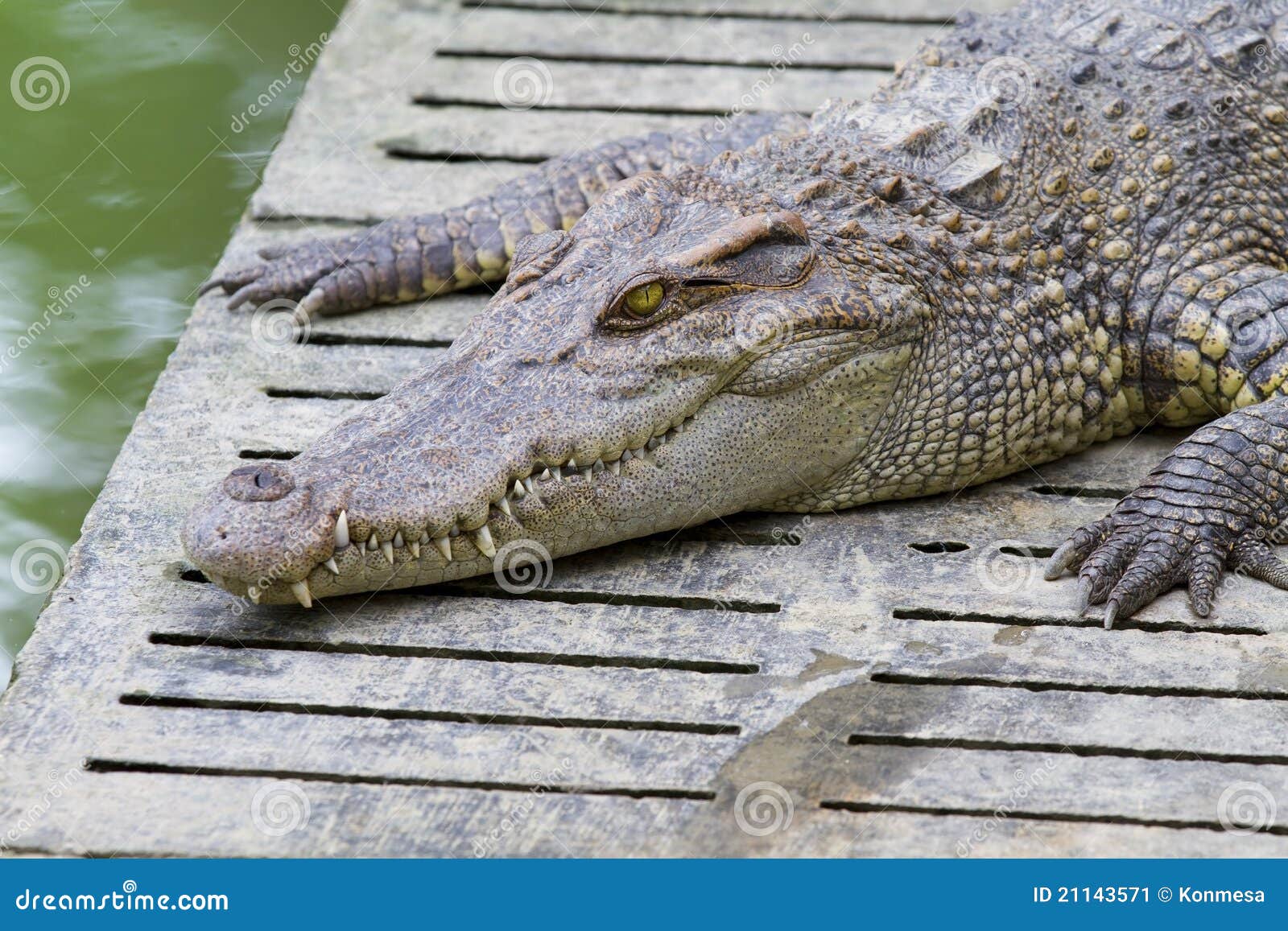 Freshwater crocodiles stock image. Image of tooth, hunter - 21143571