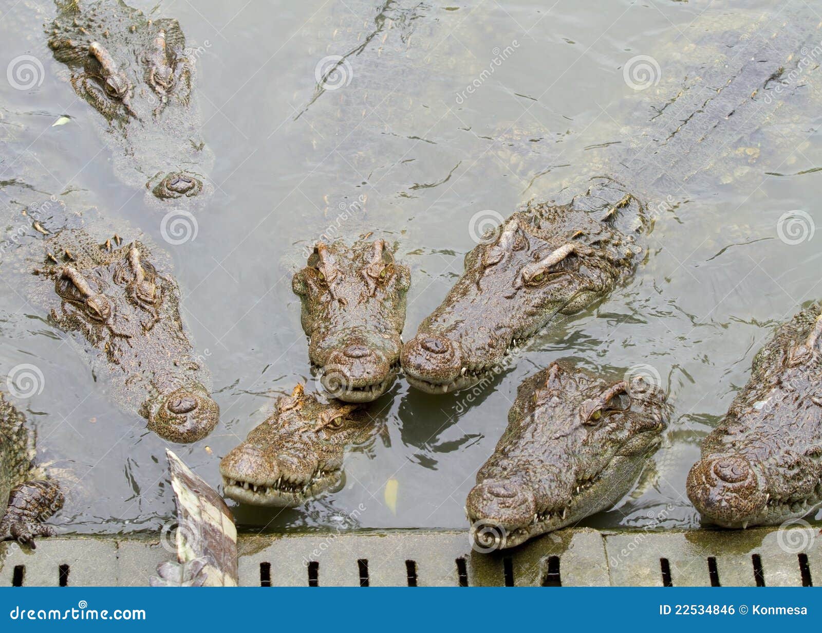 Freshwater crocodiles stock photo. Image of croc, gator - 22534846
