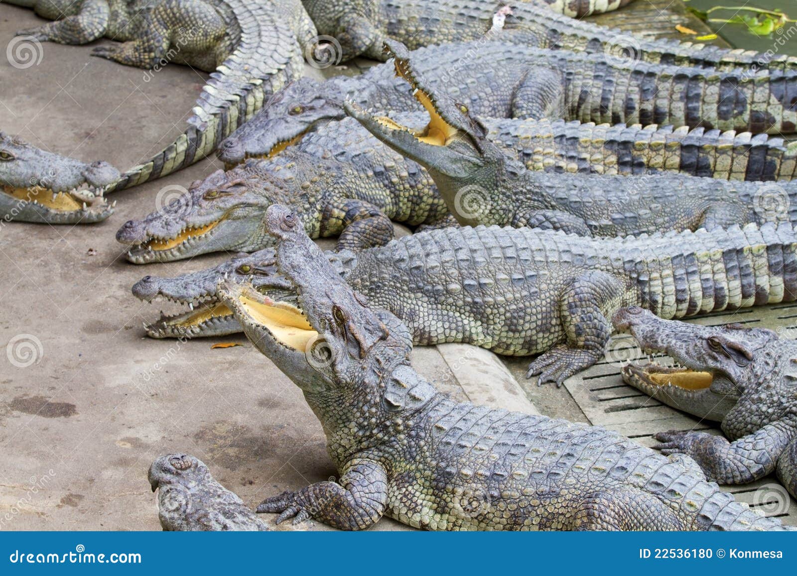 Freshwater crocodiles stock photo. Image of jaws, powerful - 22536180