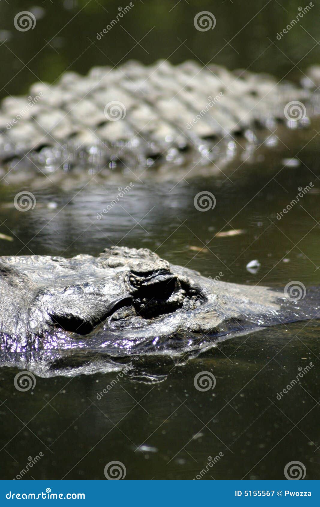 Freshwater Crocodiles Stock Photo | CartoonDealer.com #66442188