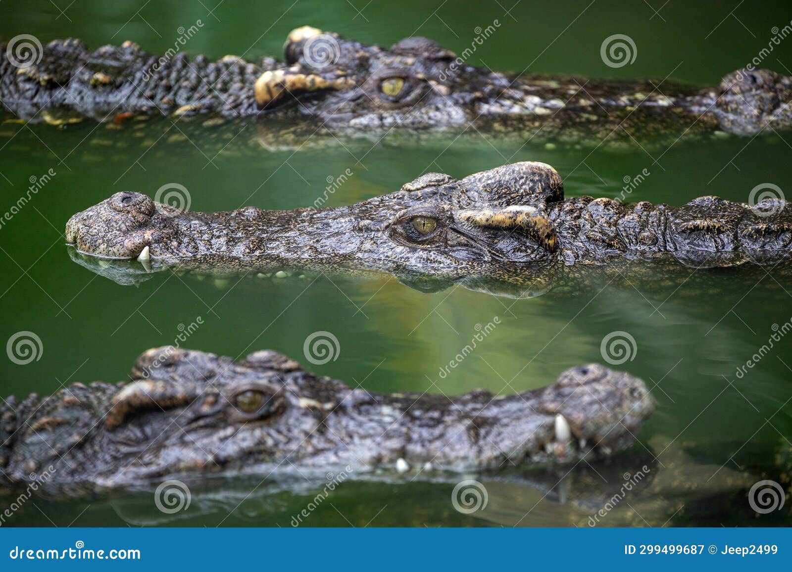 Crocodiles are Floating in the Water. Stock Image - Image of wildlife ...
