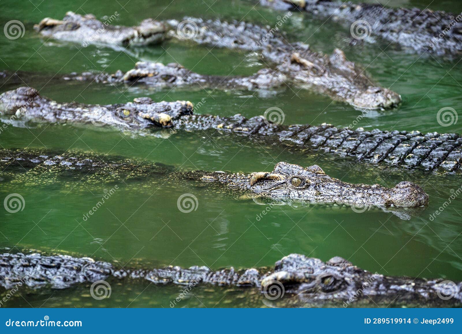 Freshwater crocodiles. stock photo. Image of farm, alligator - 289519914