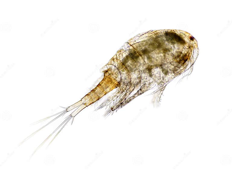 Freshwater Cypoepod (Cyclops) Stock Image - Image of educational ...