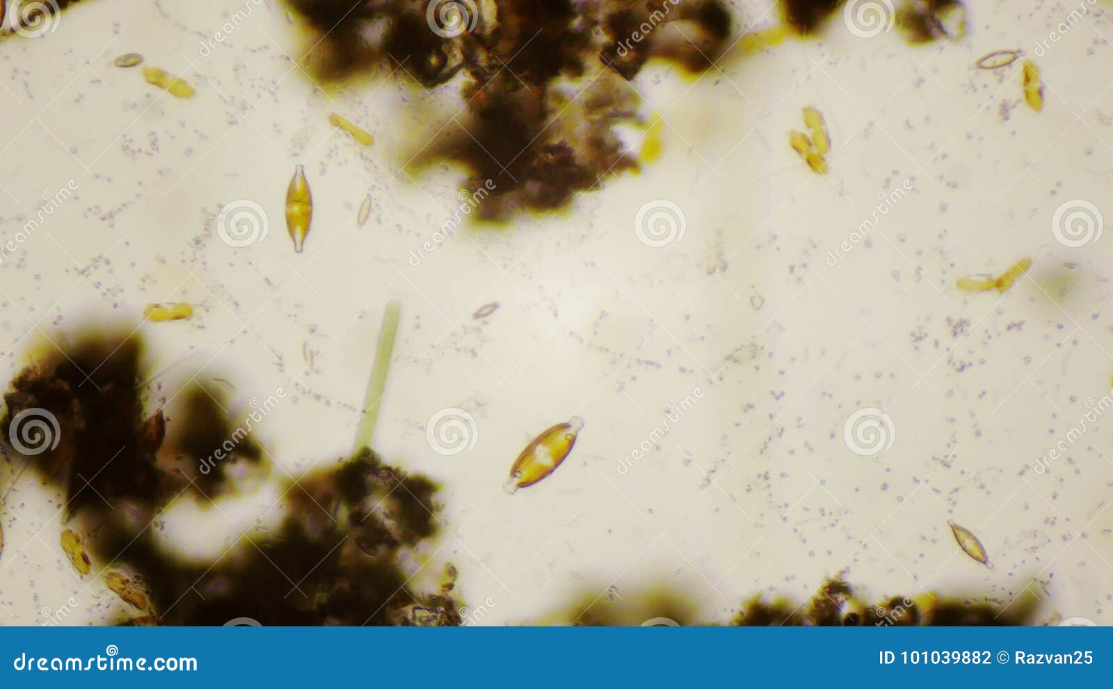 Life Microscope Stock Footage & Videos - 2,594 Stock Videos