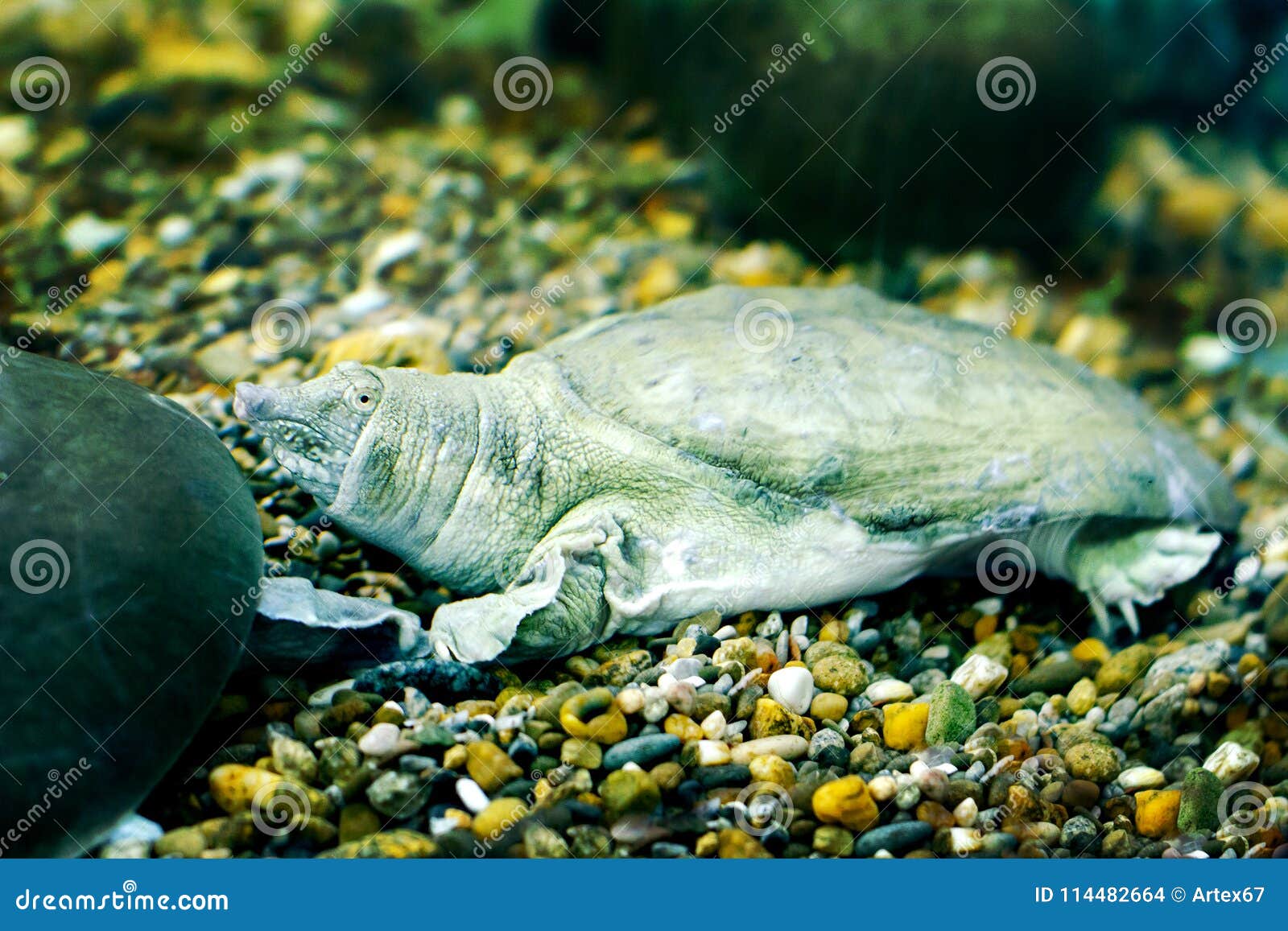 Freshwater Exotic Chinese Softshell Turtle Stock Photo - Image of ...