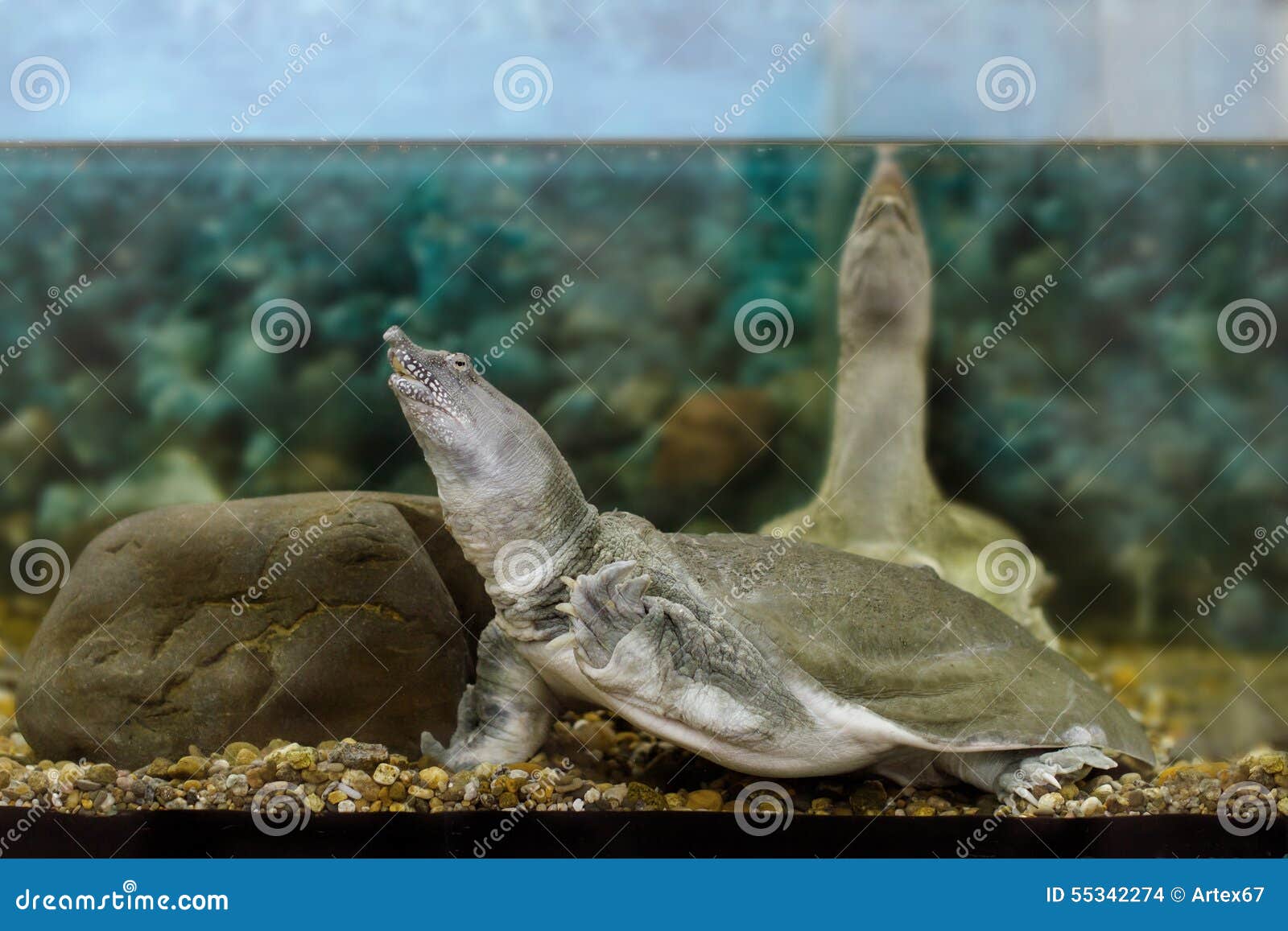 Freshwater Exotic Chinese Softshell Turtle Stock Photo - Image of eyes ...