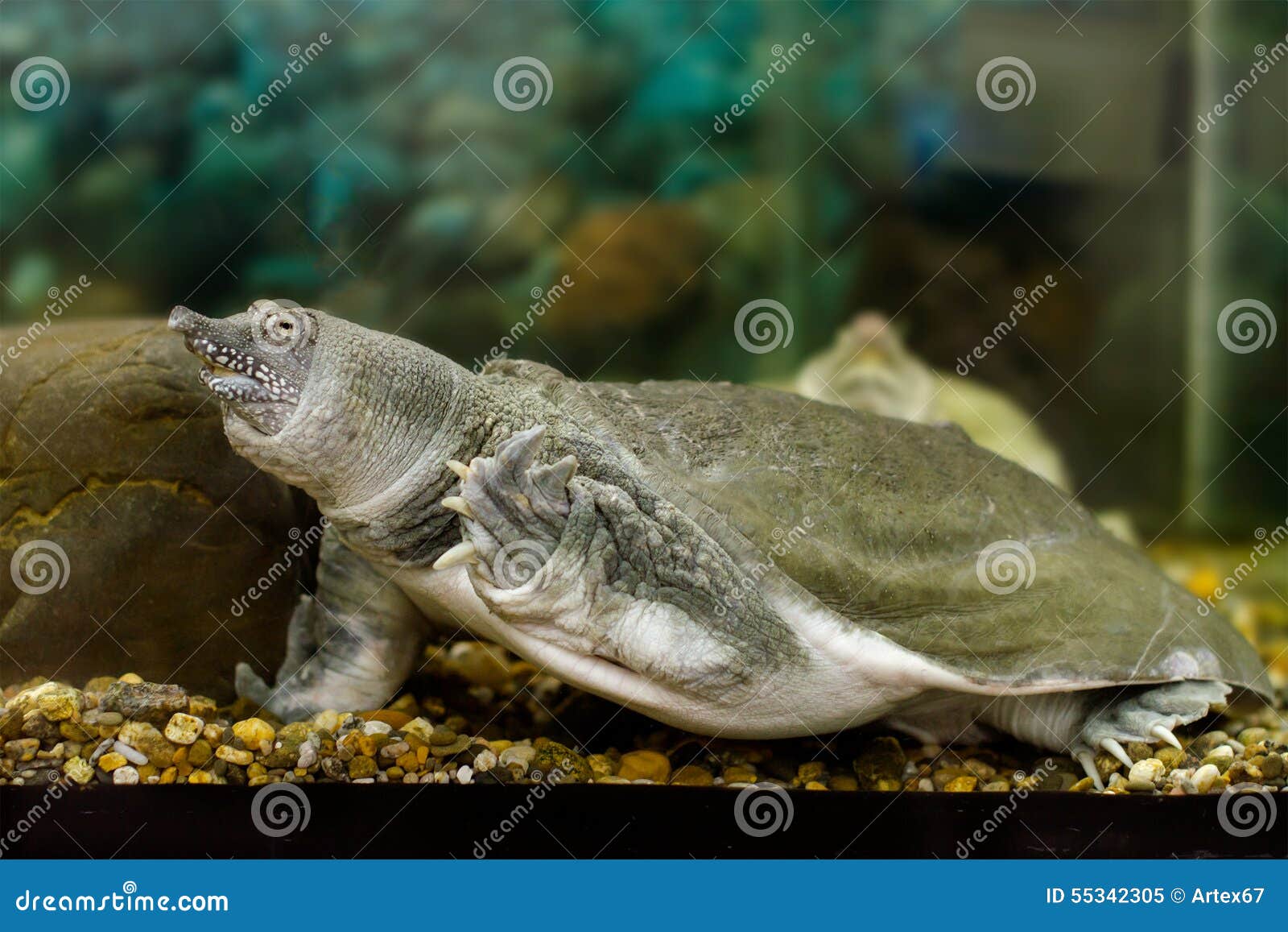 Freshwater Exotic Chinese Softshell Turtle Stock Image - Image of ...