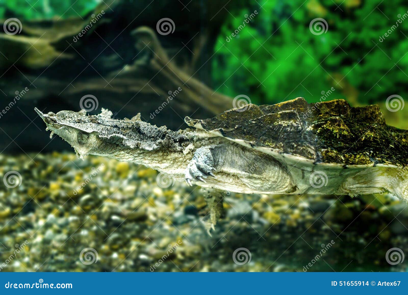 Freshwater Exotic Turtles Matamata Stock Photo - Image of soul, piece ...