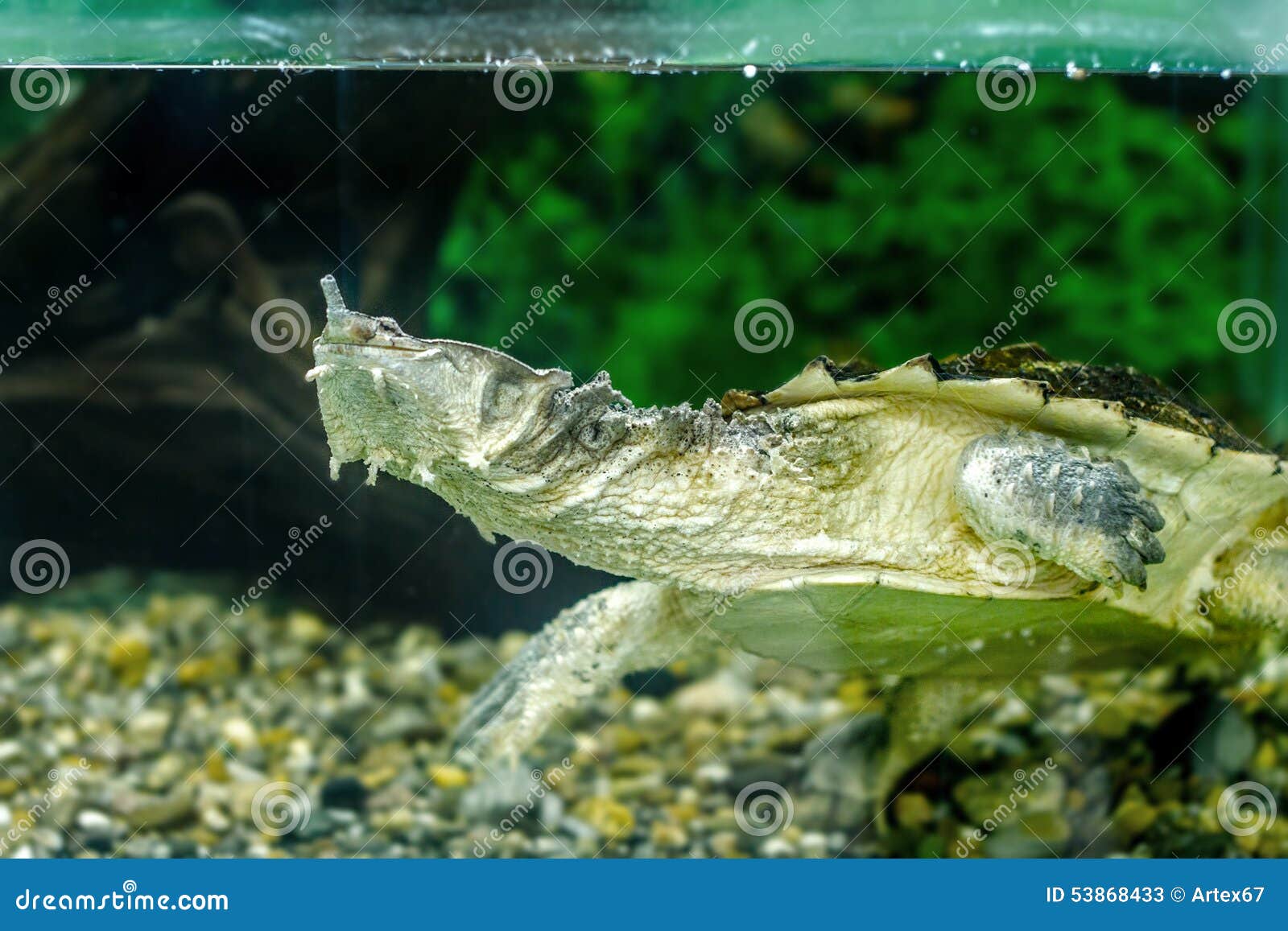 Freshwater Exotic Turtles Matamata Stock Image - Image of animal ...