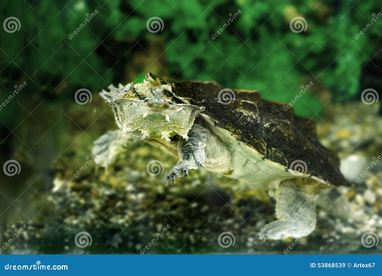 Freshwater Exotic Turtles Matamata Stock Image - Image of reptile ...