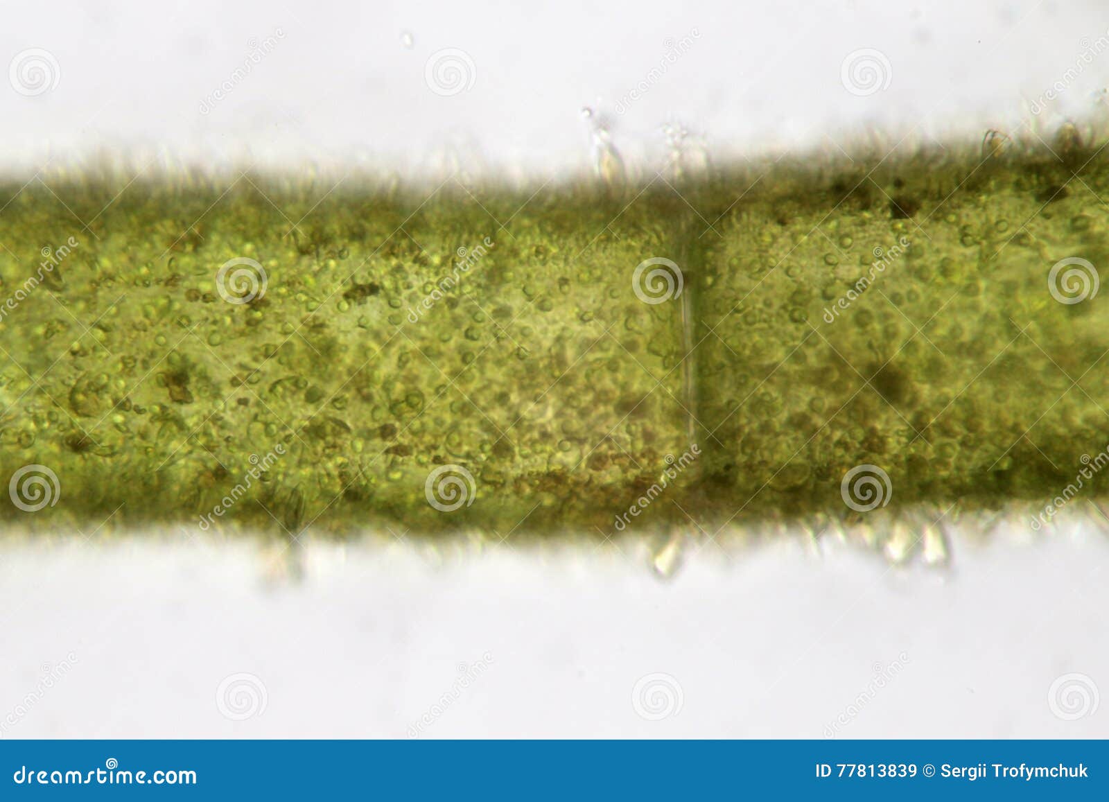 Filamentous Algae Stock Photography | CartoonDealer.com #89484560