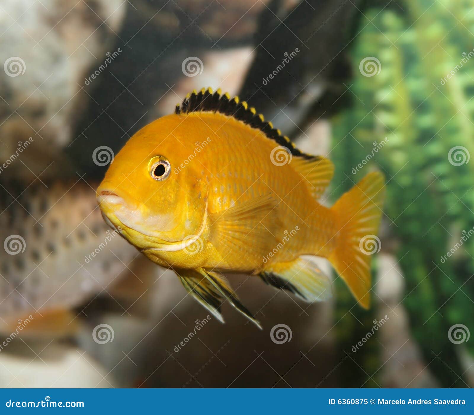 Freshwater Fish. stock image. Image of fish, fishbow, swimming - 6360875